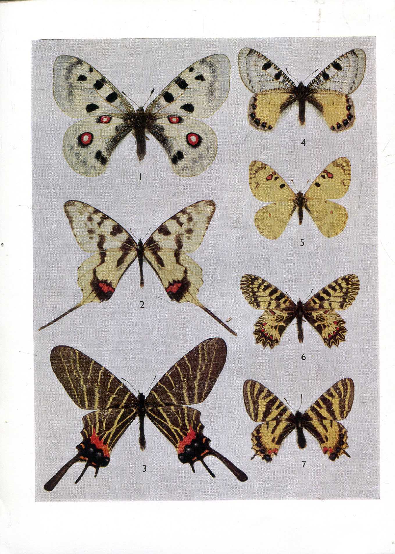 A Guide to the Genera and Species of Parnassiinae (Lepidoptera ...